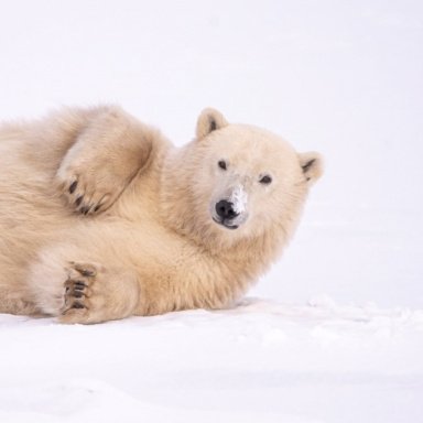 Kaawaa | MC-Complex Pixelmon